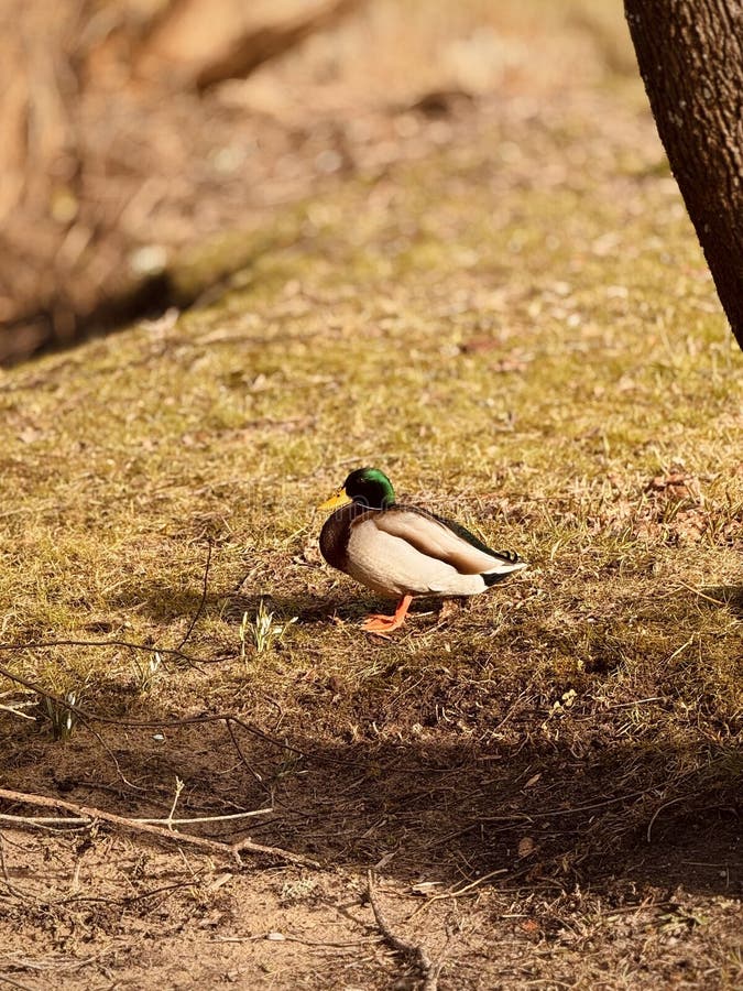 Ducks on the Lake Drink Water from the River, Stock Photo - Image of ...