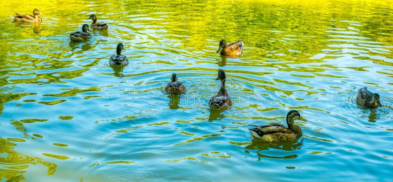 Ducks on the lake stock image. Image of lake, green - 100049735