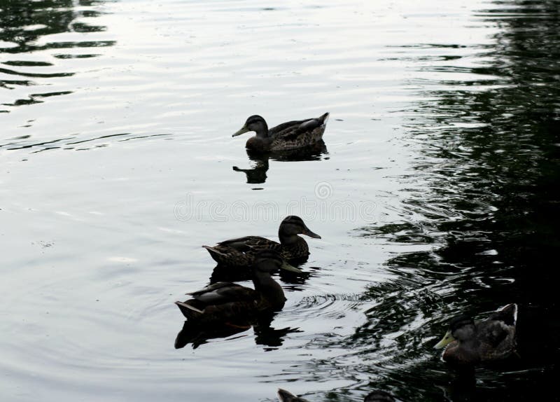 Ducks on the lake stock image. Image of nature, dacks - 147987379