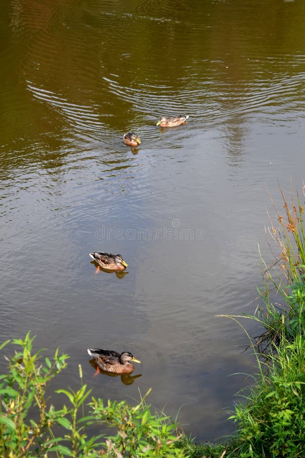 Ducks on lake stock image. Image of lake, brown, grass - 102386819
