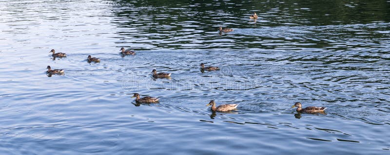 Ducks on the Lake at Summer. Background, Texture. Stock Photo - Image ...