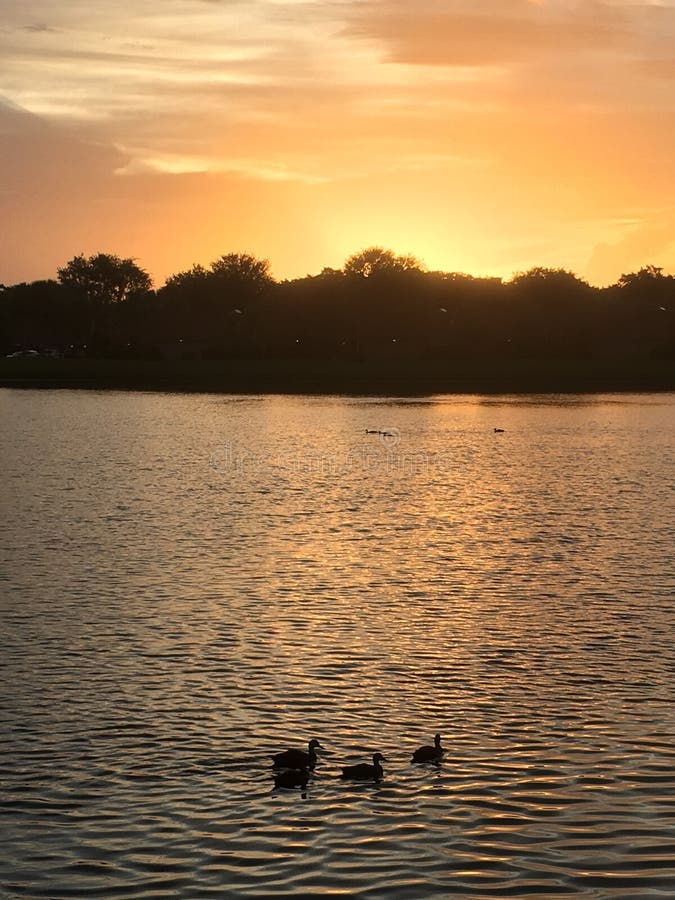 Ducks on a lake stock photo. Image of lake, sunrise, ducks - 76383508