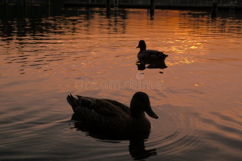 Ducks on Lake at Sunset stock image. Image of dock, waves - 31950721