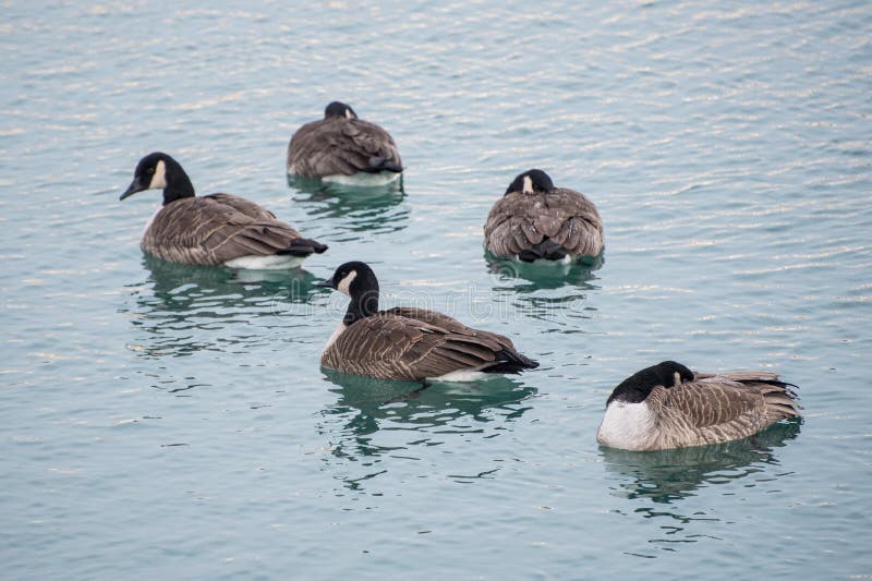 Ducks on a lake stock photo. Image of feather, anas, face - 82546594