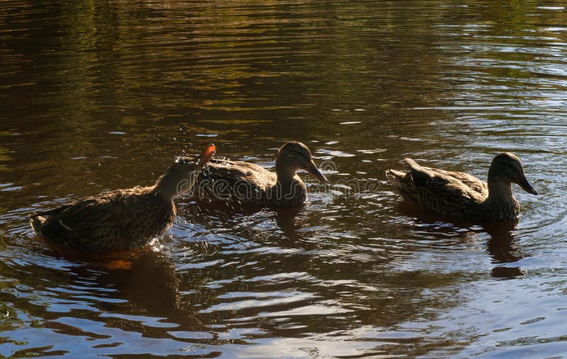 Ducks on the Lake, Wildlife Stock Photo - Image of goose, beak: 257177990