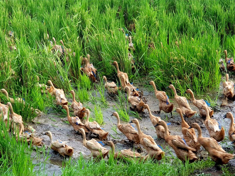 Ducks in a line stock photo. Image of wildlife, branch - 180116064