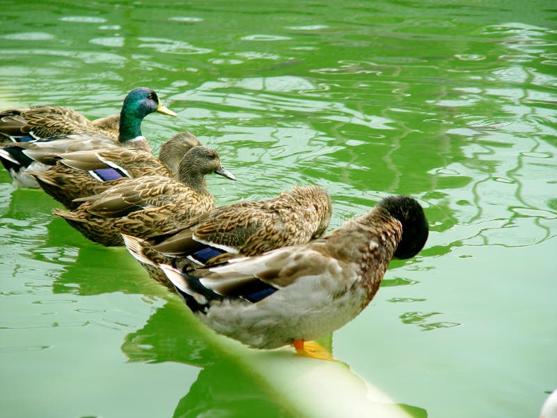 Ducks line stock photo. Image of gaggle, team, fowl, hunt - 305518