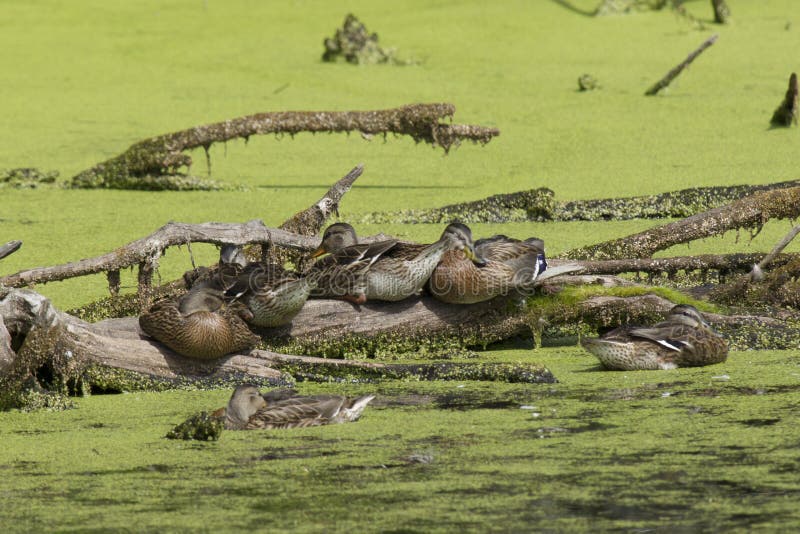 Ducks on a log. stock photo. Image of plants, avian, pond - 43878268
