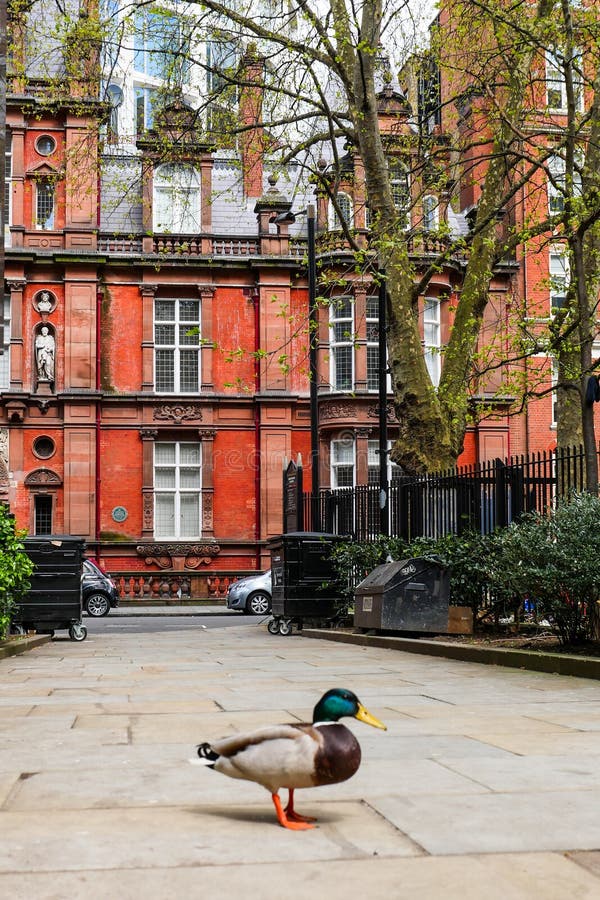 Ducks in London stock photo. Image of great, animals - 70606708