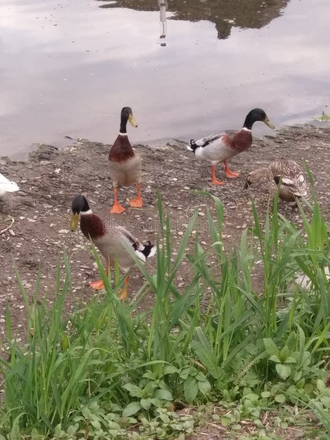 Ducks in Row Looking Across Lake Stock Photo - Image of work, sanctuary ...