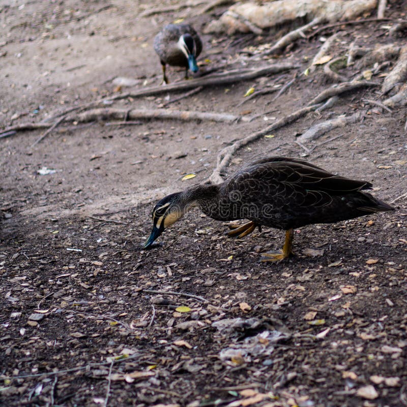 Ducks Looking for Food on Ground Stock Photo - Image of gravelled, feed ...