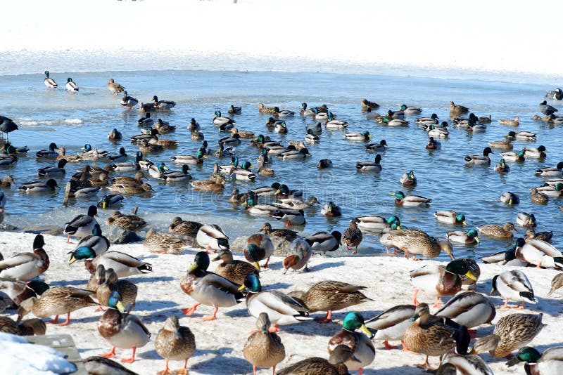 Duck in the winter stock image. Image of tourist, winter - 112388151