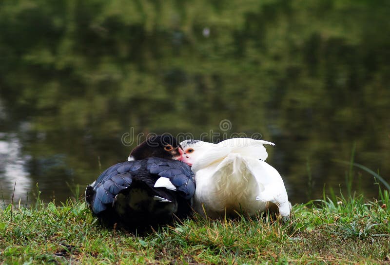 Ducks in love stock image. Image of white, feathers, relax - 17793439