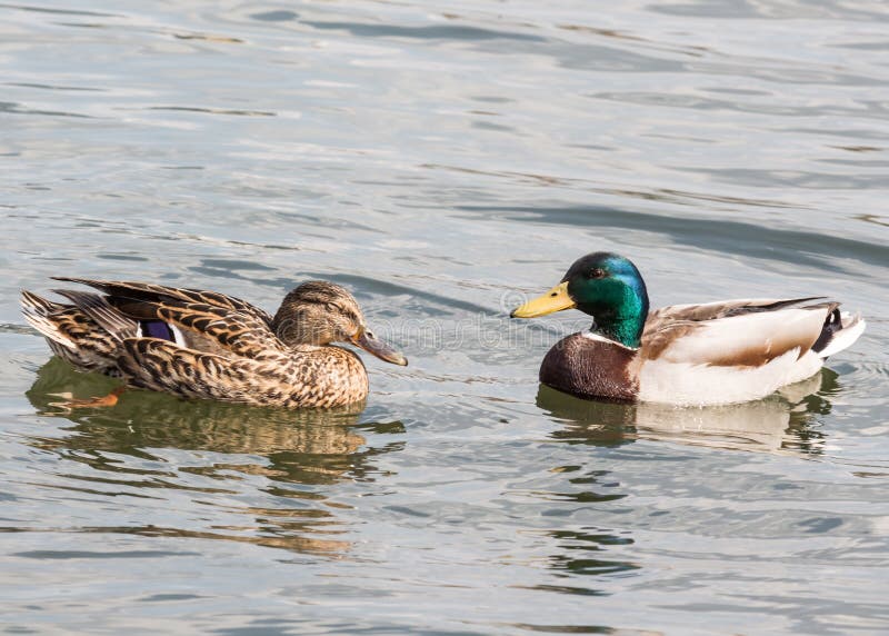 Ducks stock photo. Image of belarus, lake, couple, duck - 66622588
