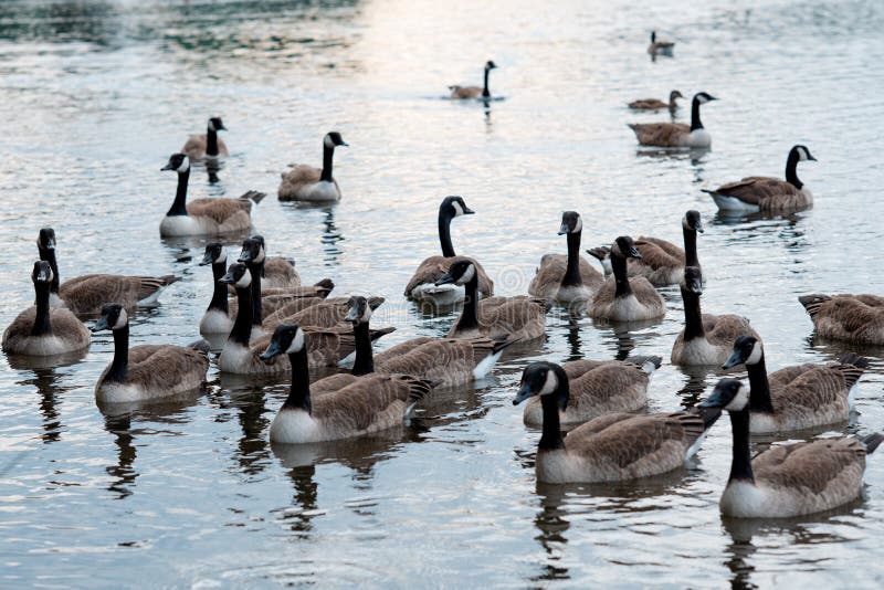 Ducks and Many Ducklings Swimming on the Lake in Spring Day Stock Image ...