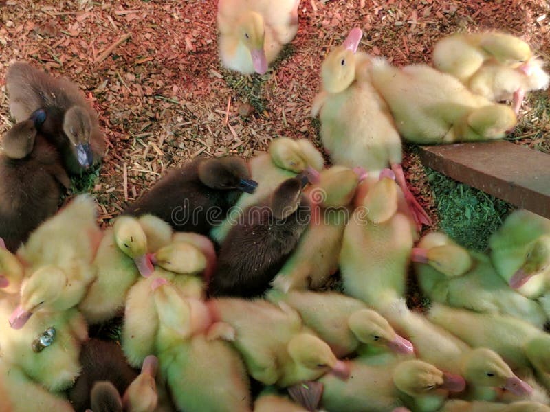 DUCKS!! stock photo. Image of yellow, colours, bunching - 94376088