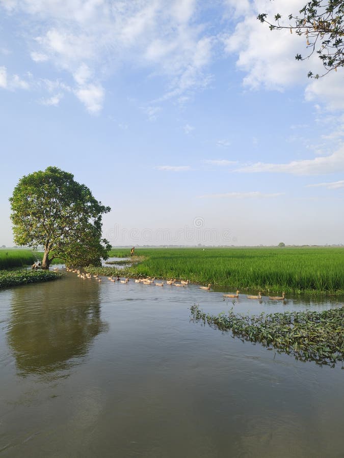 Ducks Marching Along the River Heading Home Stock Photo - Image of home ...