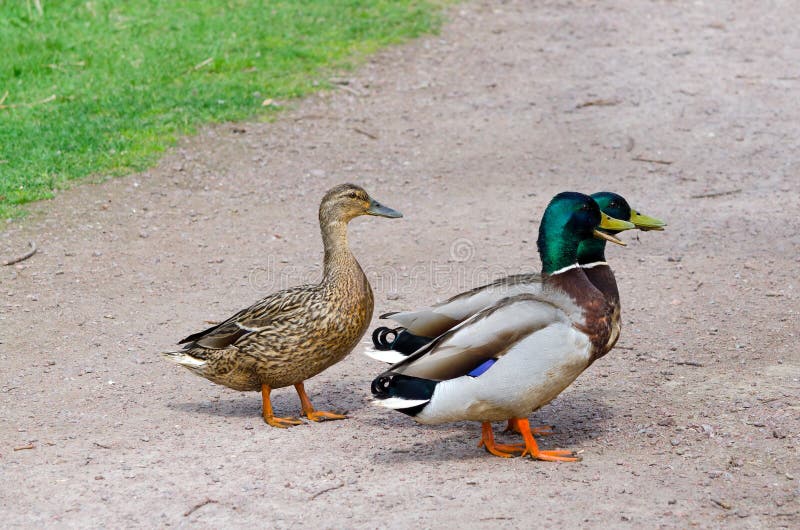 Ducks mating stock image. Image of ornithology, nature - 31293433