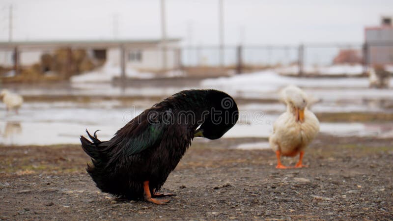Ducks Meander through a Dusty Field, Their Webbed Feet Leaving Tiny ...
