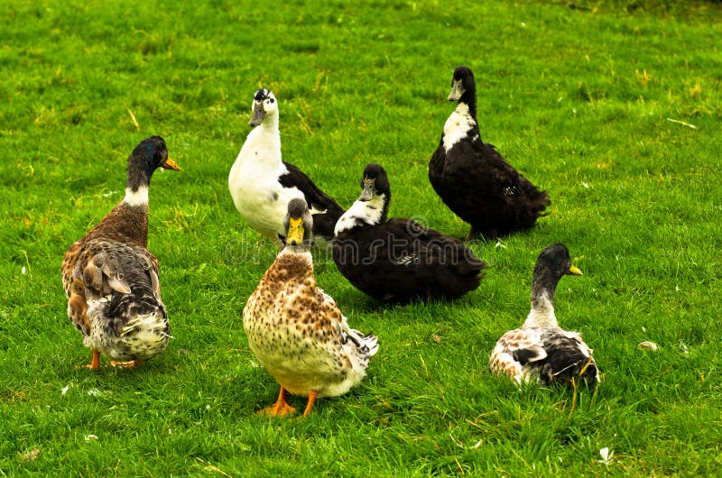 Ducks Meeting Point on a Green Meadow Stock Photo - Image of feather ...