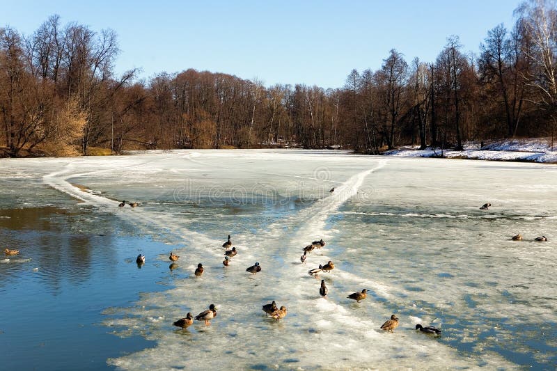 Ducks on the Melting Spring Ice in the Park. Stock Photo - Image of ...