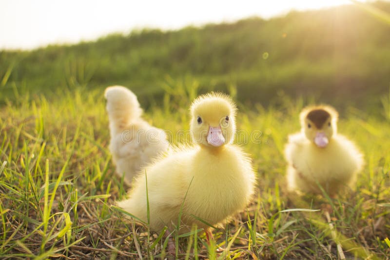 Ducks in the Middle of a Field with a Grass Background Stock Photo ...