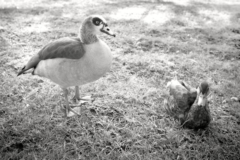 Ducks in monochrome stock photo. Image of mauritius, walk - 40940696