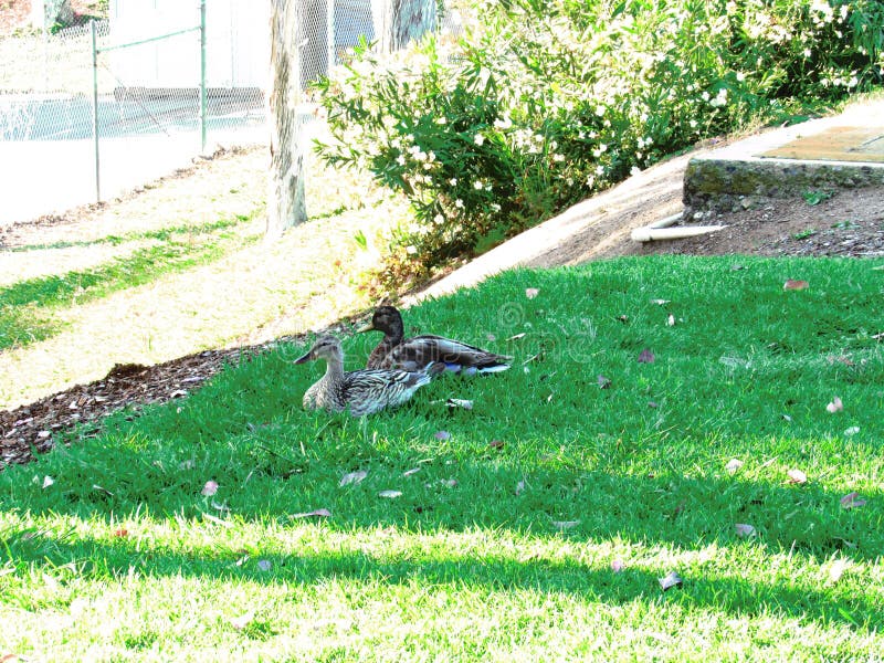 Ducks in nature editorial photography. Image of duck - 117692452