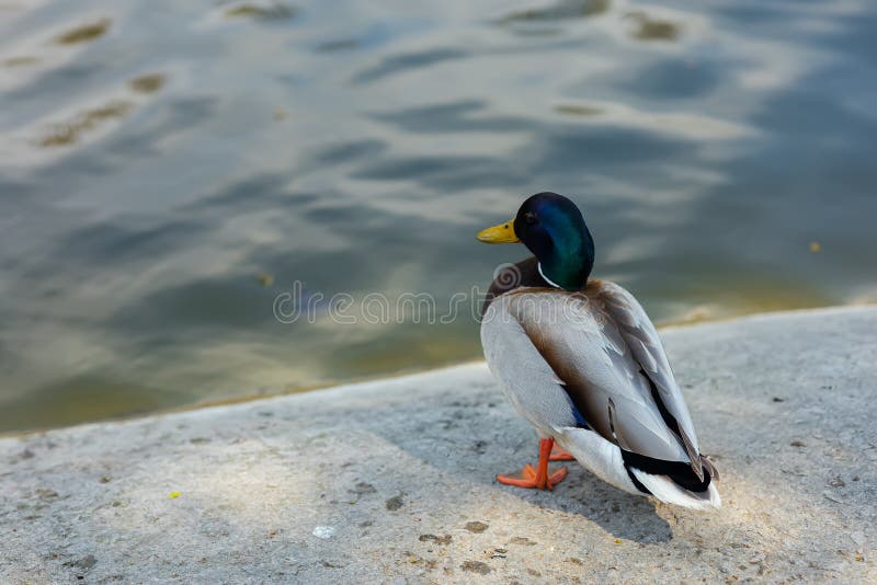 Ducks are Near the Pond in the Park in Spring Stock Photo - Image of ...