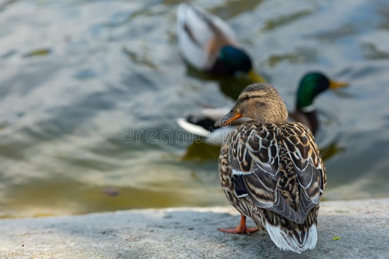 Ducks are Near the Pond in the Park in Spring Stock Image - Image of ...