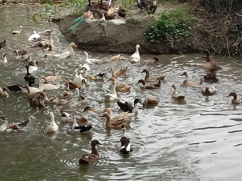 Ducks Nice Beautiful Great Amazing Stock Photo - Image of great, nice ...