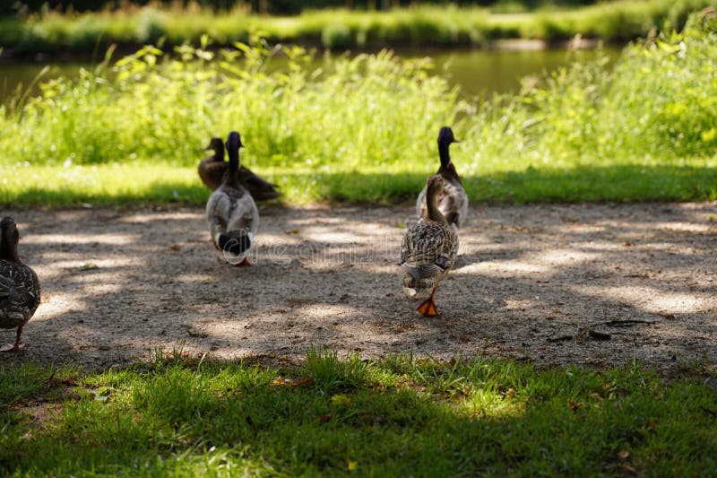 Ducks in a Park Enjoying Life Stock Image - Image of family, green ...
