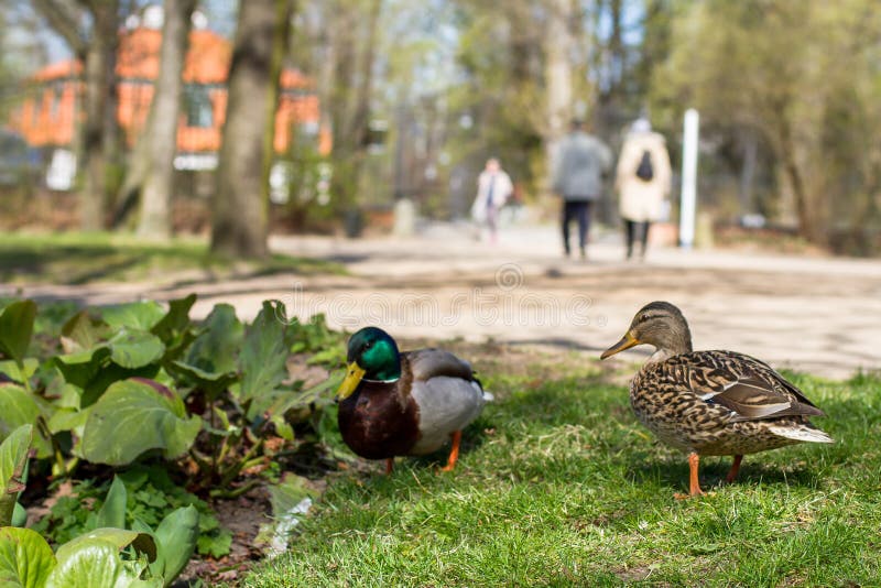 Ducks in the park stock photo. Image of grass, people - 88358530