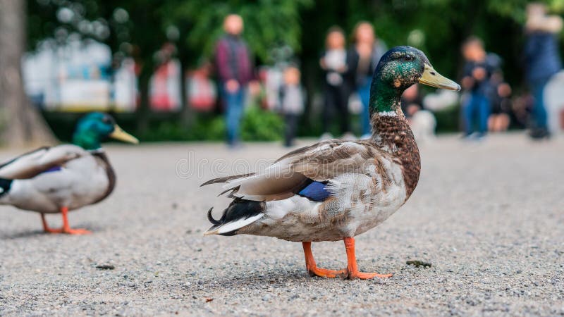 Ducks in the Park Standing in Front of People Stock Photo - Image of ...