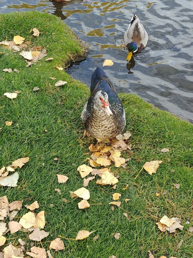 Ducks at the park stock photo. Image of ducks, park - 126767292