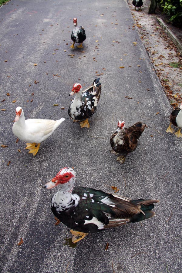 Ducks on the path2 stock photo. Image of walking, ducks - 10799010