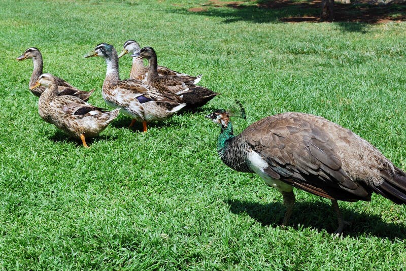 Ducks and peacock stock image. Image of flock, poultry - 12668135