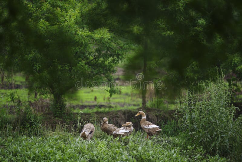 Ducks Perched Under the Tree Stock Image - Image of ditch, trees: 146781271
