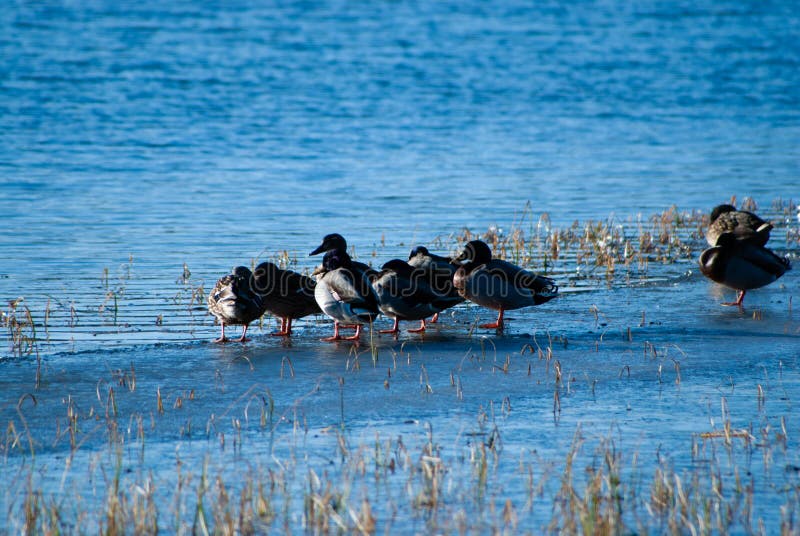 Ducks on Piperdam Loch stock photo. Image of water, life - 203815704