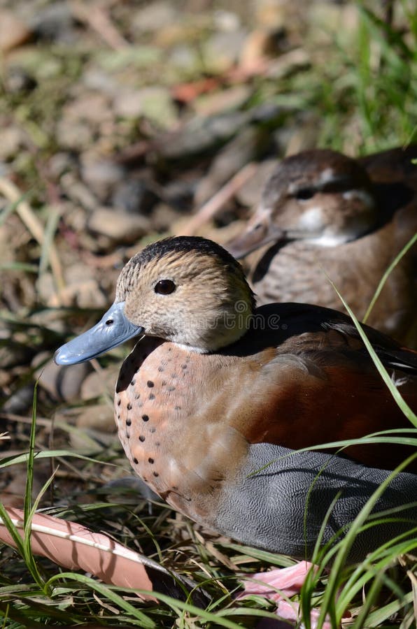 Ducks stock image. Image of pair, duck, bird, wildlife - 35971395