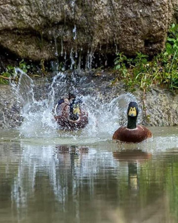 Ducks Playing in a Forest Stream, Splashing Water Stock Photo - Image ...