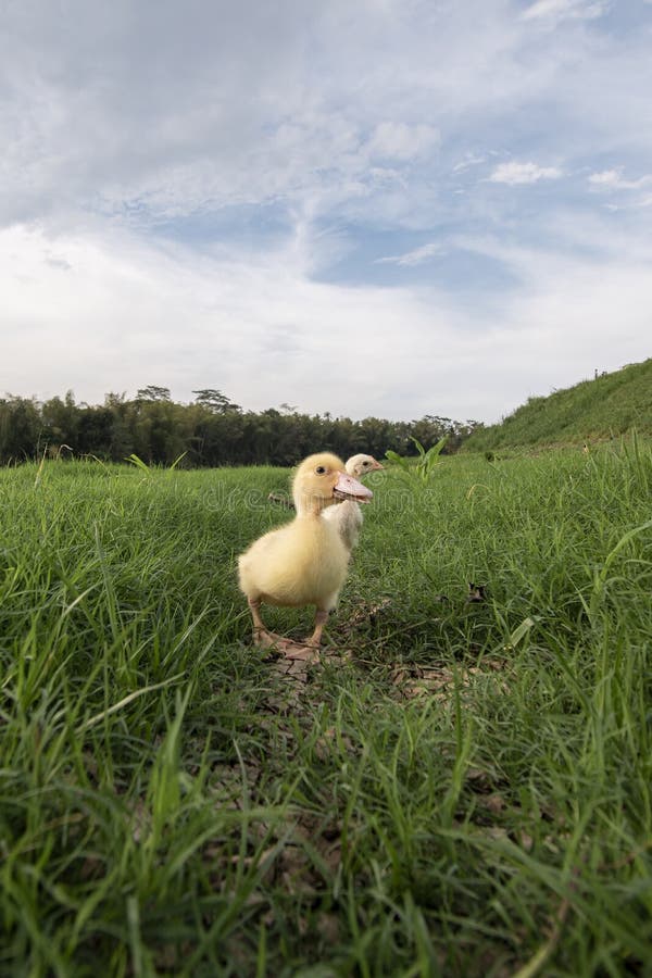 Ducks playing on the grass stock image. Image of farming - 233216341