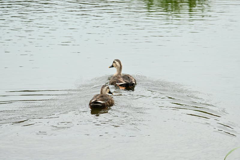 Ducks Playing in the Water. Stock Photo - Image of birding, recreation ...