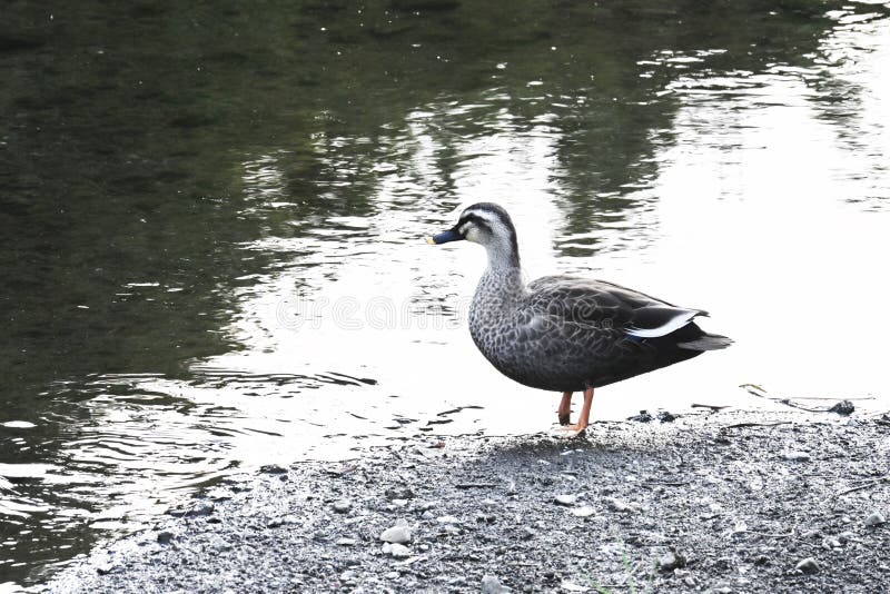 Ducks Playing in the Water. Stock Photo - Image of outdoor, view: 260548864
