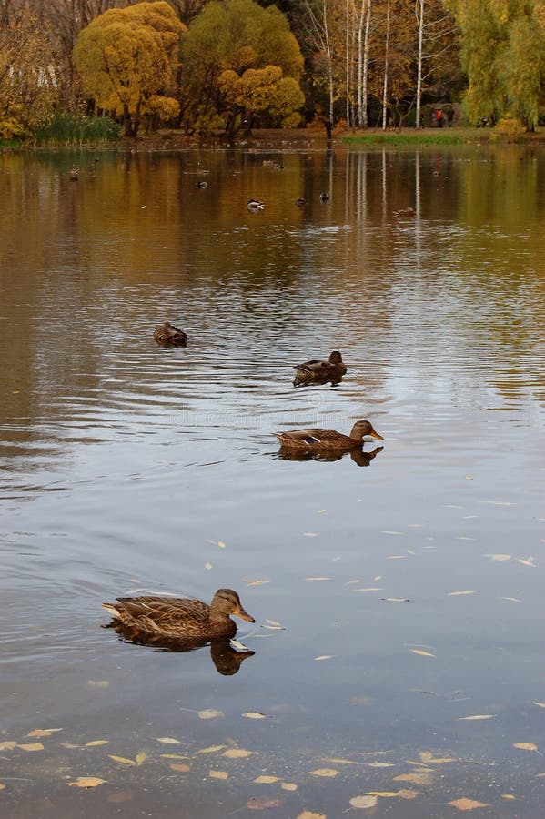 Ducks on a pond stock photo. Image of calmness, natatorial - 11241408