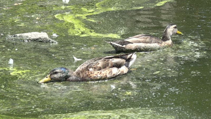 Ducks in a Pond of Extremely Polluted Water Stock Footage - Video of ...
