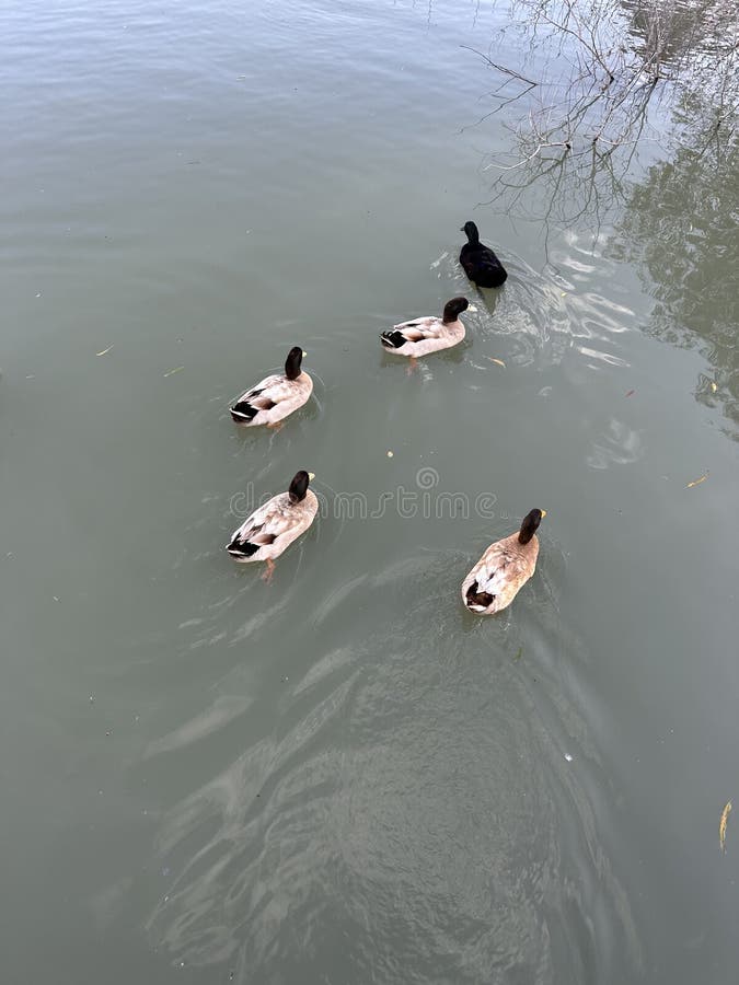5 Ducks in a pond stock photo. Image of water, ducks - 351840718