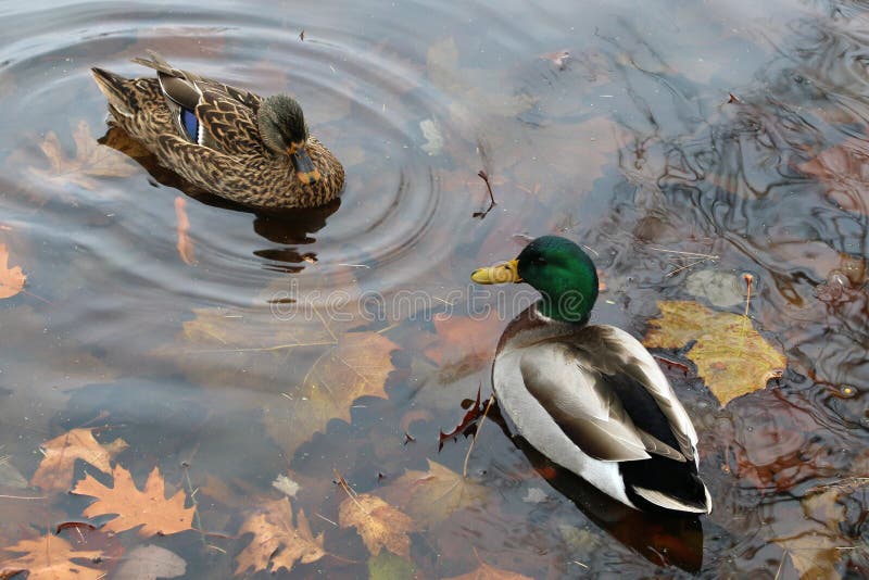 Ducks on the pond. stock image. Image of together, water - 81426465