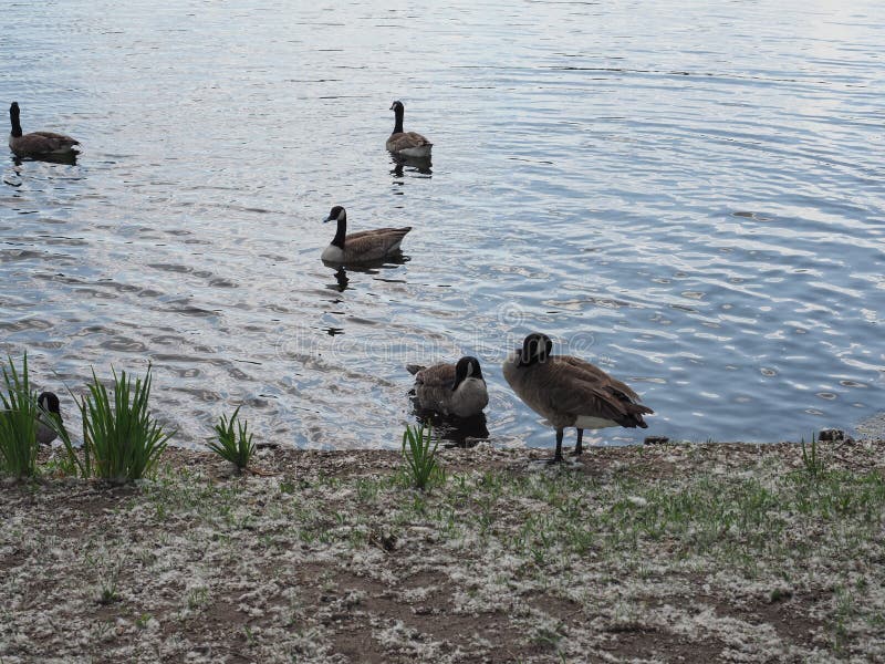 Ducks in a pond stock image. Image of nature, pond, lake - 251627439
