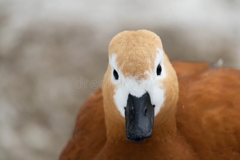 Ducks on the Pond in the Park. Duck Head Close Up Stock Image - Image ...